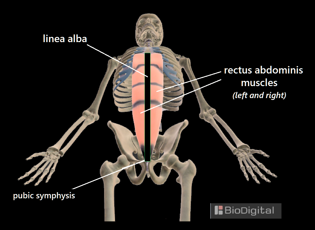 Median Plane Anatomy